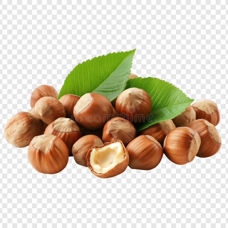 Hazelnuts with Shells and Leaves on Transparent Background Png Stock ...