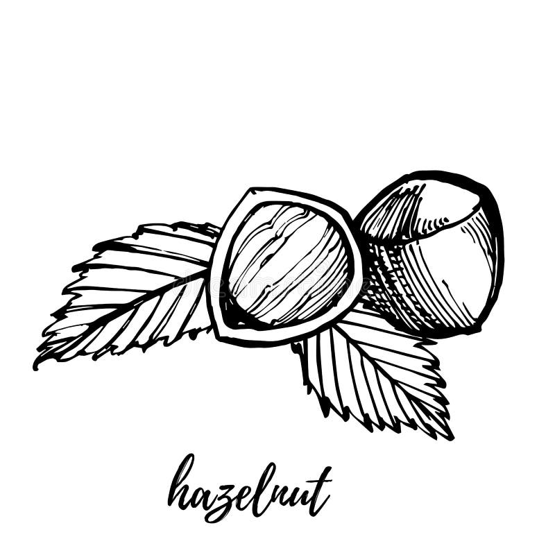 Hazelnuts Sketch Illustrations. Vector Hand Drawn Illustrations ...