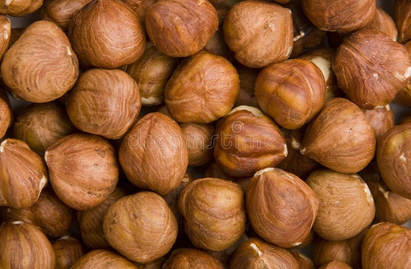 Hazelnuts Texture stock image. Image of white, nuts, isolated - 3810903