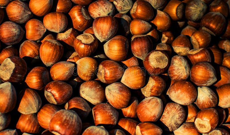 Hazelnuts Texture stock photo. Image of peanuts, backdrop - 39506944