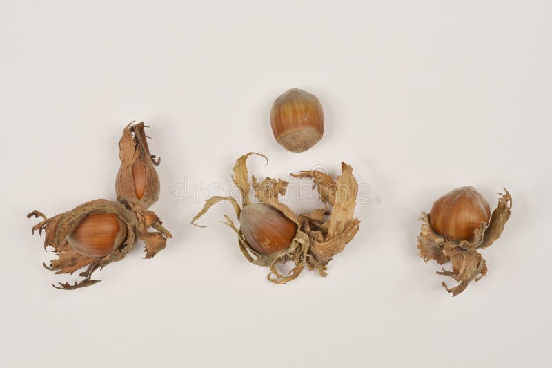 Hazelnuts in their shells stock image. Image of shelled - 369054197