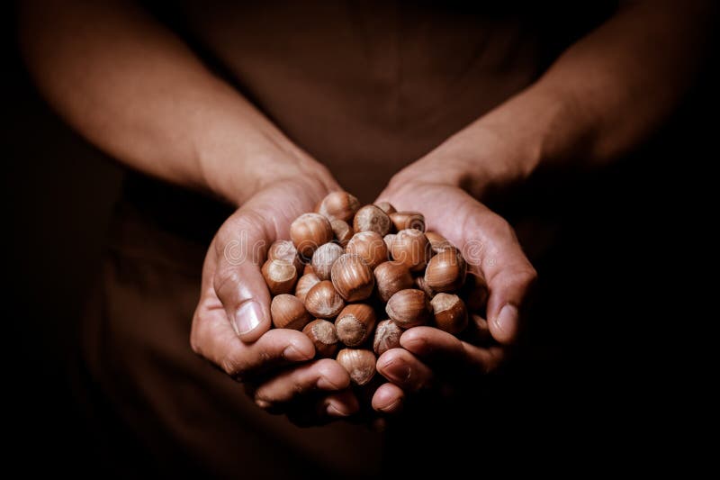 Hazelnuts in two hands stock photo. Image of organic - 75299210