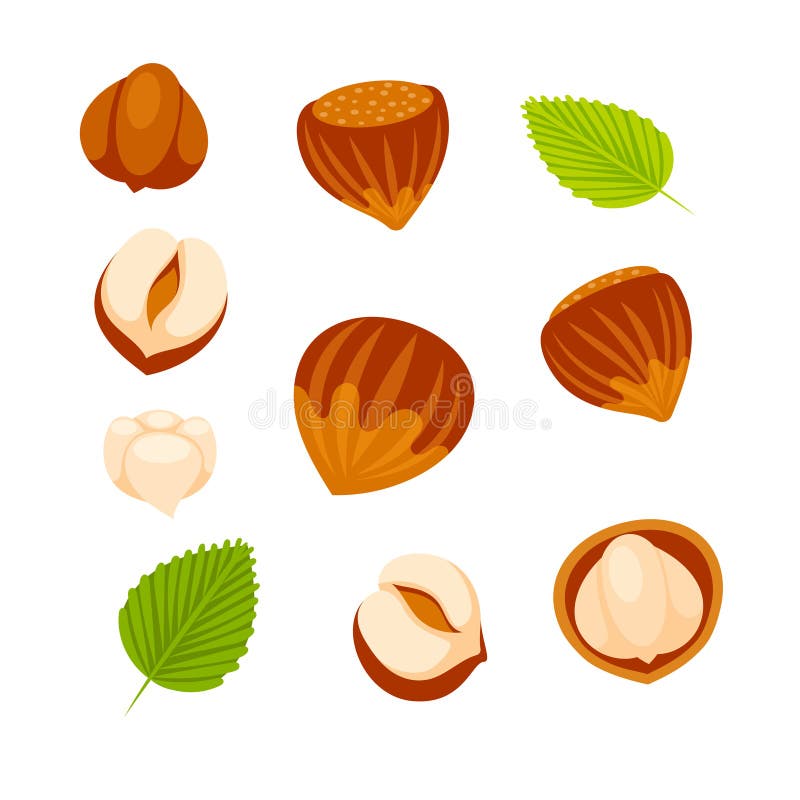 Hazelnuts at Various Stages of Ripeness, Showcasing the Nut, Shell, and ...