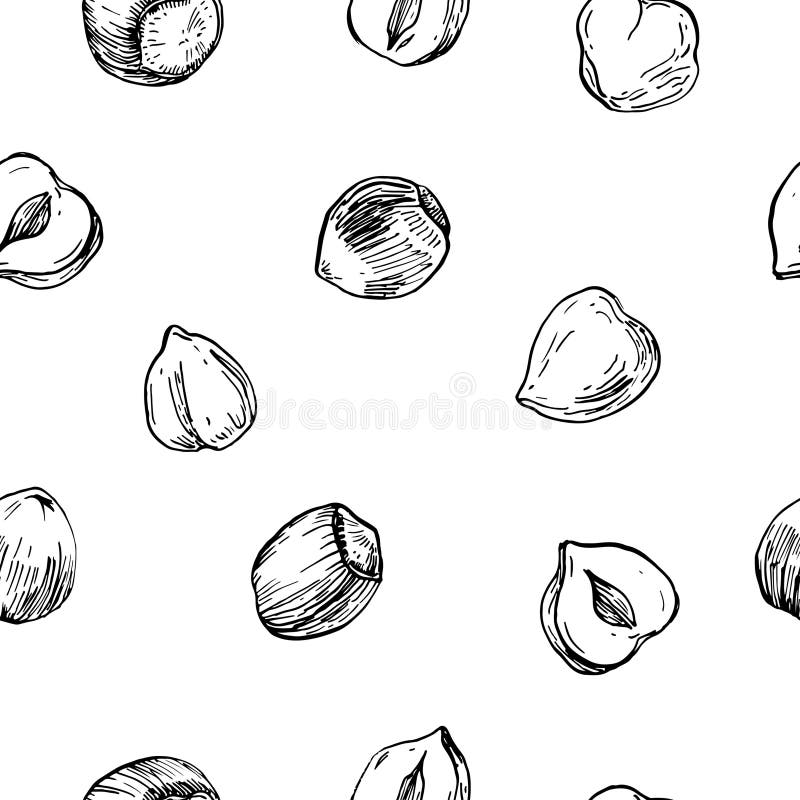 Hazelnuts Vector Seamless Pattern Hand Drawn with Ink . Whole and Cut ...