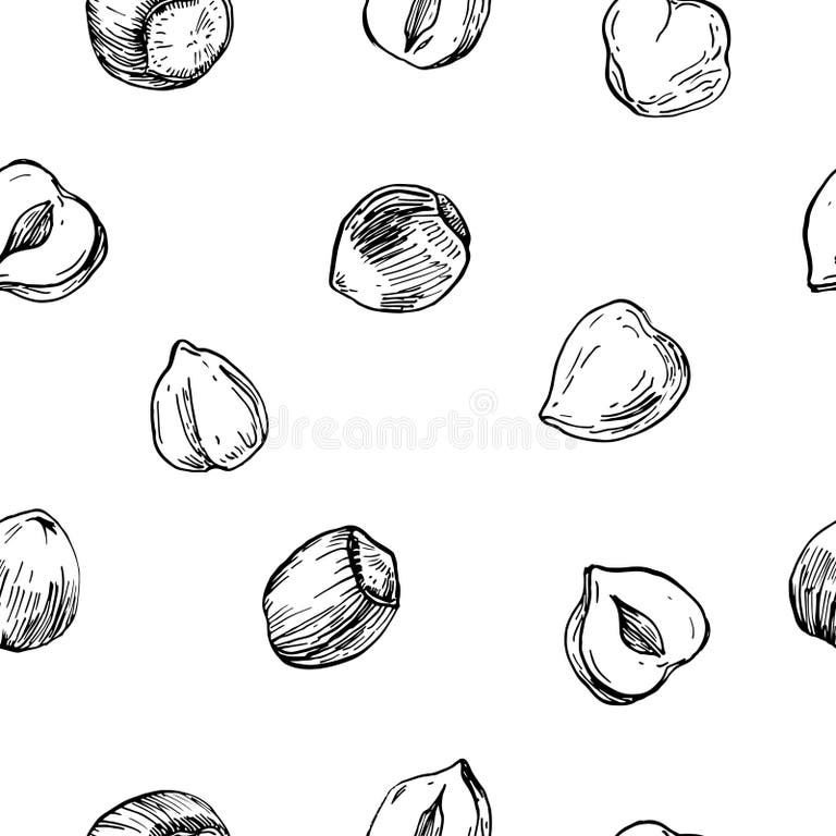 Hazelnuts Vector Seamless Pattern Hand Drawn with Ink . Whole and Cut ...