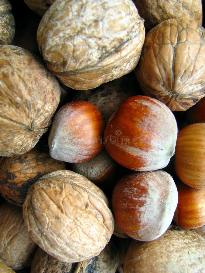 Hazelnuts and walnuts stock image. Image of walnut, ingredient - 11288233