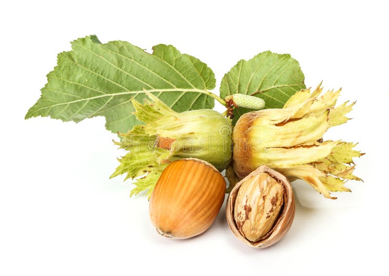 Hazelnuts on White Background Stock Image - Image of cobnut, fruit ...