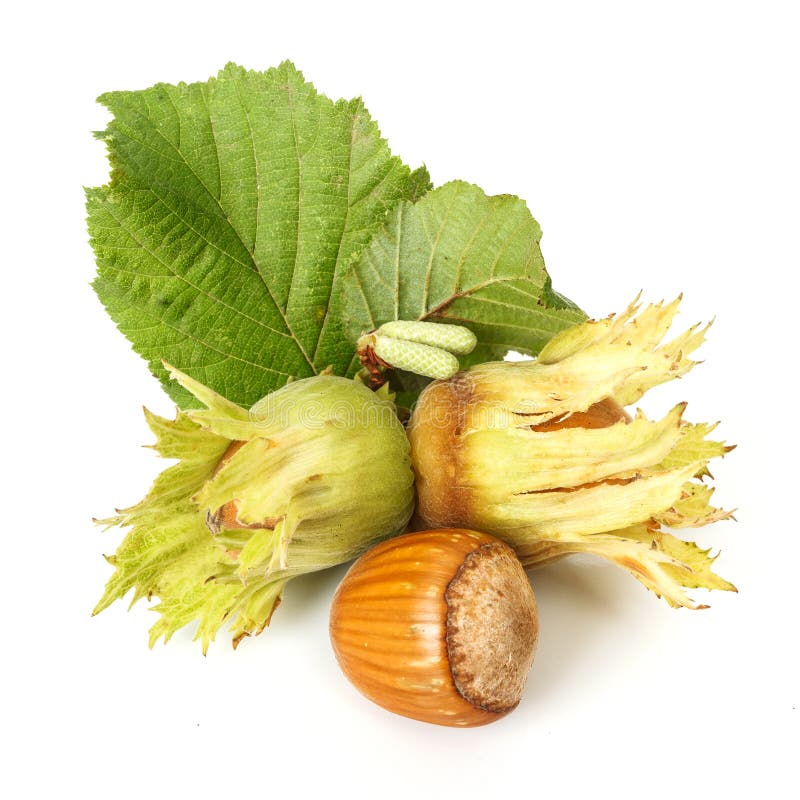 Hazelnuts on White Background Stock Photo - Image of healthy ...