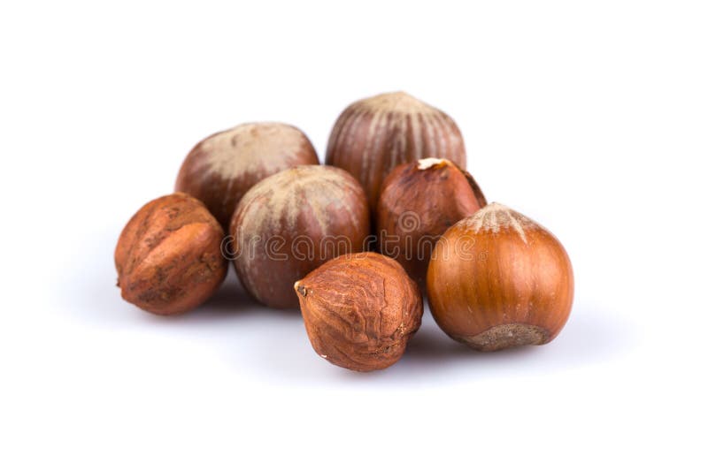 Hazelnuts on white stock photo. Image of separately - 271288622