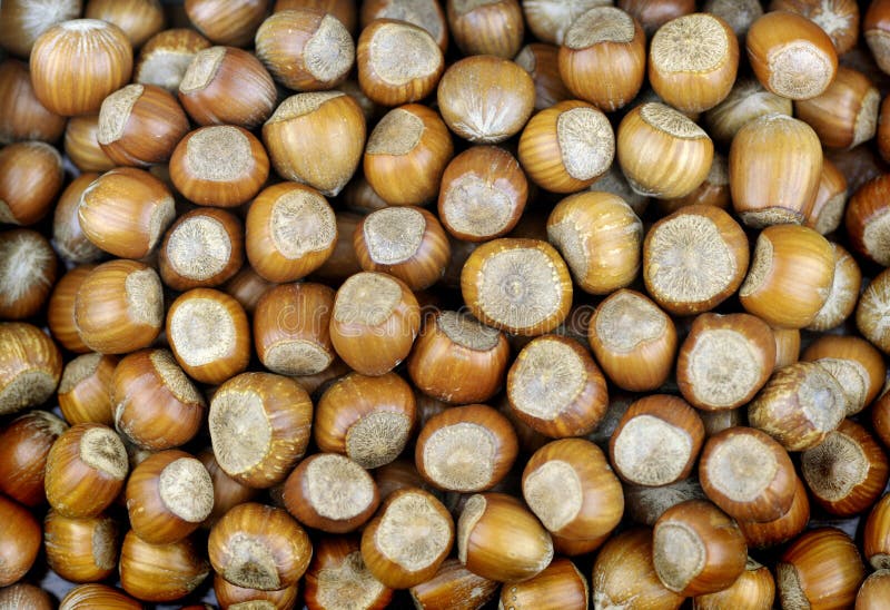 Hazelnuts stock photo. Image of hazelnuts, foods, shells - 66790526