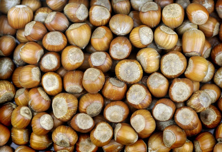 Hazelnuts stock photo. Image of hazelnuts, foods, shells - 66790526