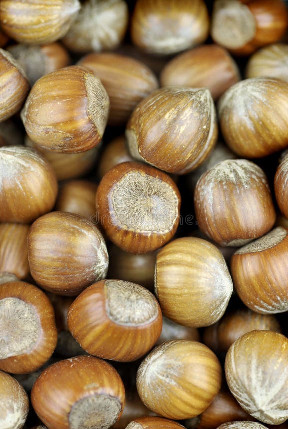 Hazelnuts stock photo. Image of ingredient, filbert, nutrition - 66790642