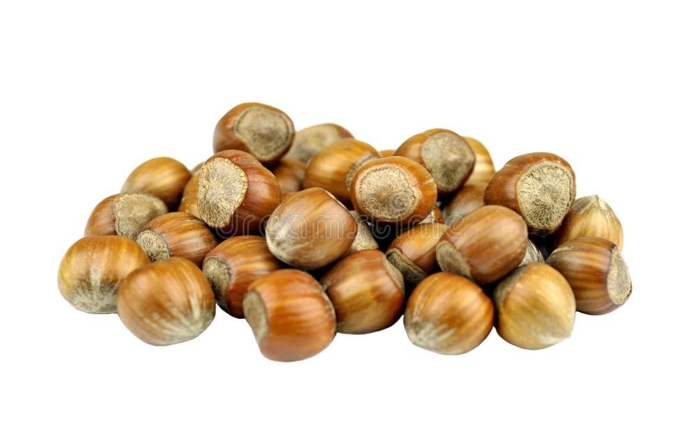 Hazelnuts stock image. Image of edible, brown, hazelnuts - 66790861