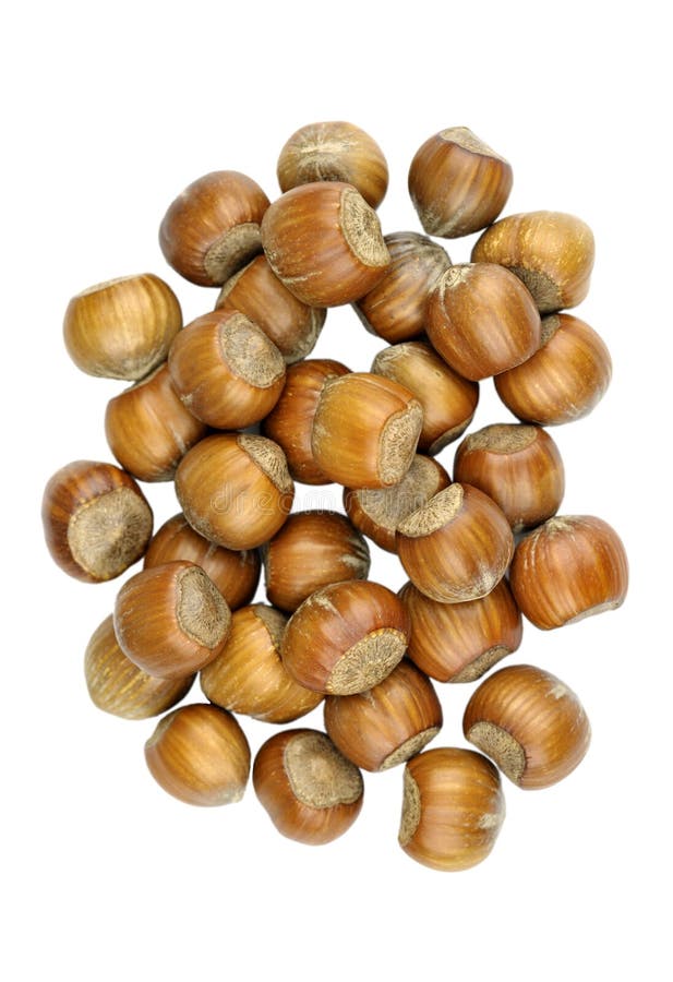 Hazelnuts stock image. Image of nuts, hazelnuts, brown - 66791051