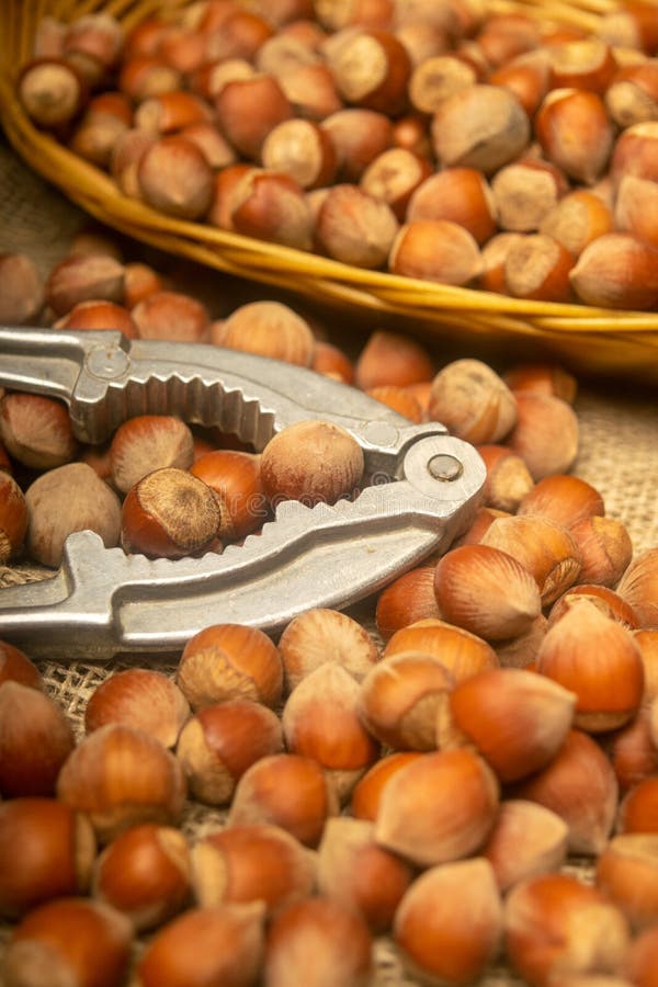 Hazelnuts in a Wicker Basket, a Scattering of Hazelnuts and a ...