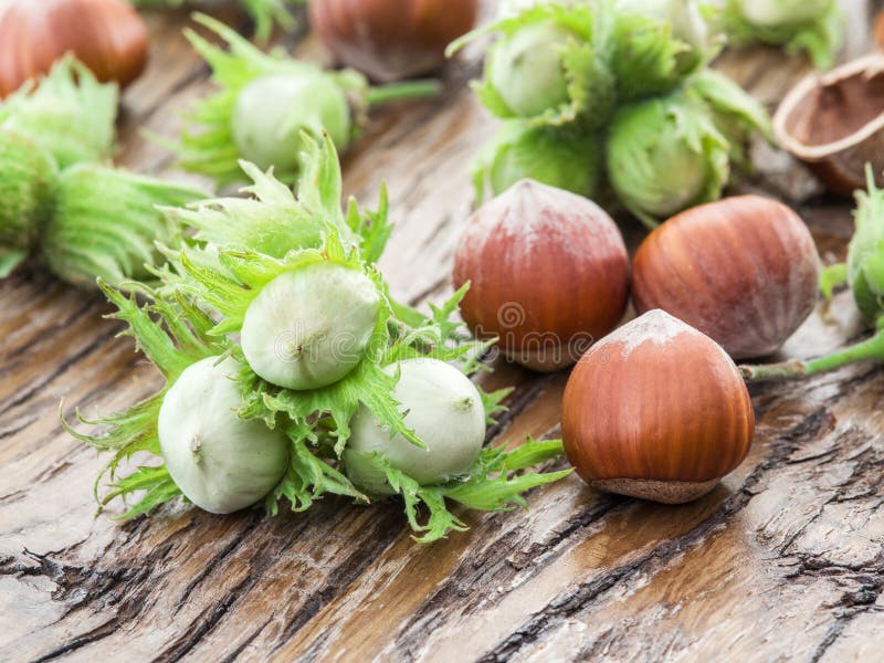 Hazelnuts on the Wooden Table. Stock Image - Image of hazelnut, table ...