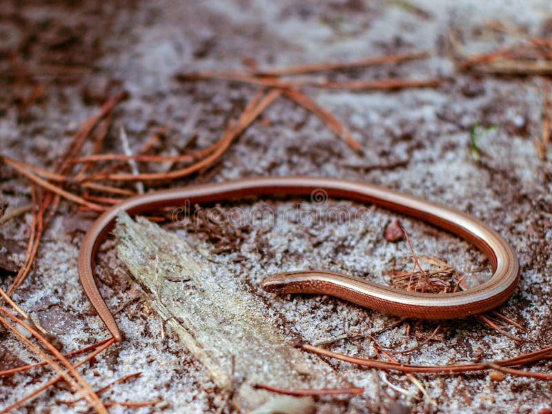 Hazelworm stock afbeelding. Image of reptiel, wild, bruin - 26252753