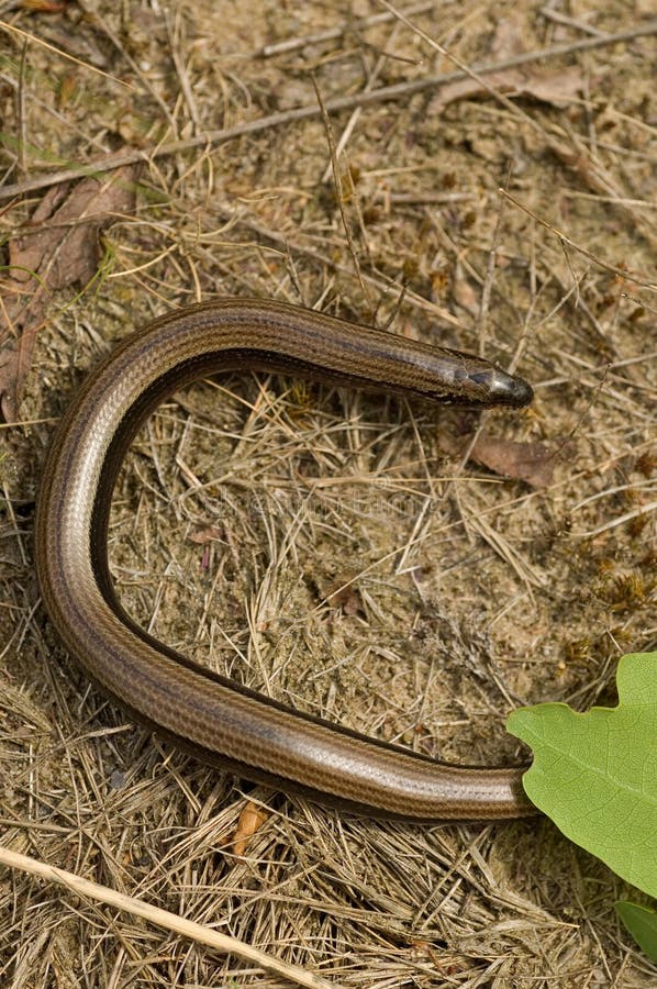 Hazelworm stock image. Image of europe, reptiles, leurs - 129027881