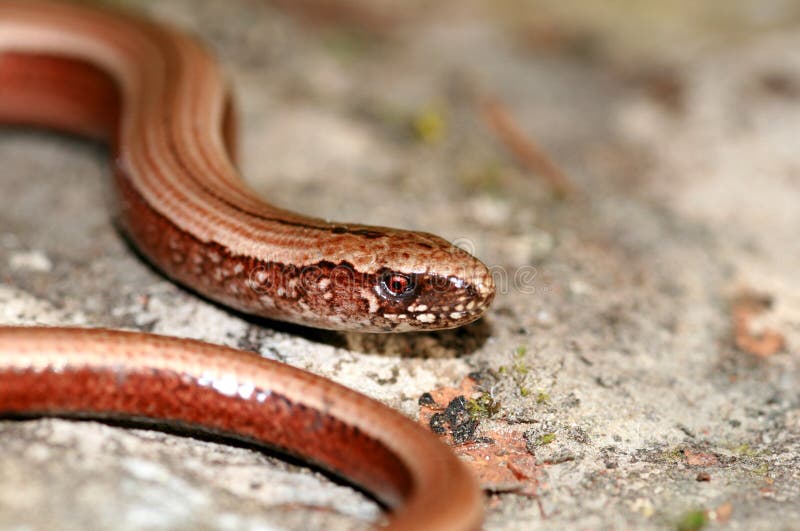 Hazelworm stock afbeelding. Image of slijmerig, worm, wild - 9319985