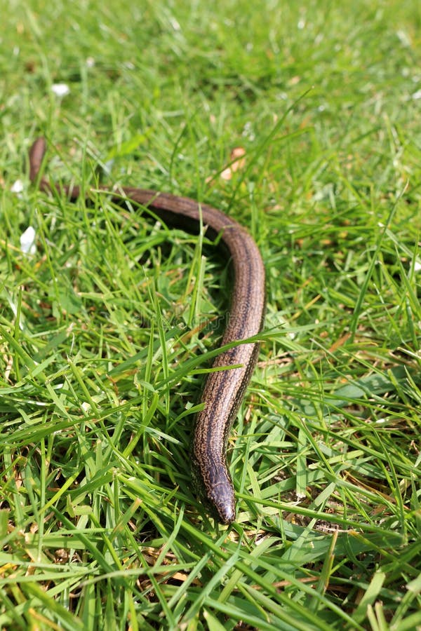 Hazelworm stock foto. Image of gazon, langzaam, groen - 150317456