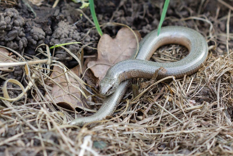 Volwassen Hazelworm of Hazelworm, Fragilis Hoogste Mening Van Anguis Op ...