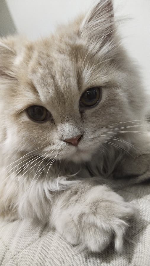 Hazil Persian Cat Female Kitten Stock Image - Image of female, persian ...