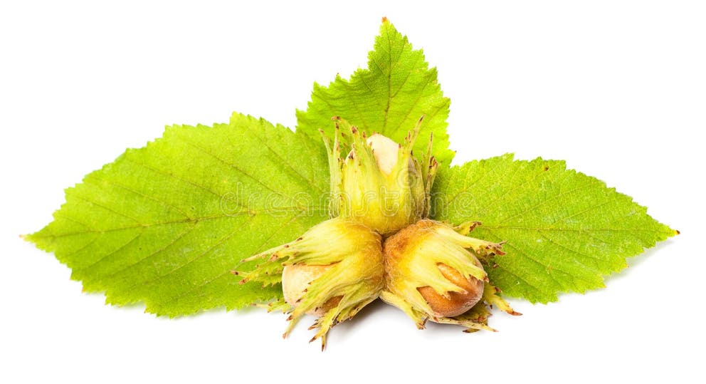 Hazlenut stock image. Image of brown, macro, organic - 15961661