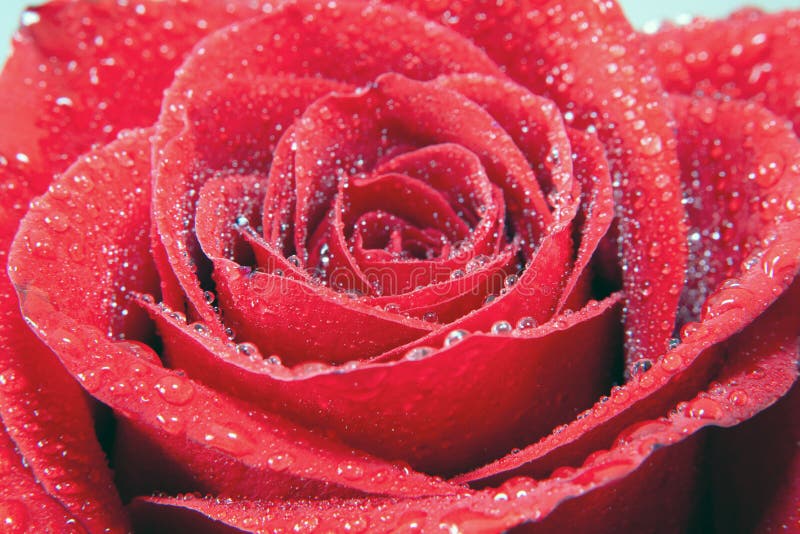 Hazy Close Up Of A Rose Picture. Image: 17124929