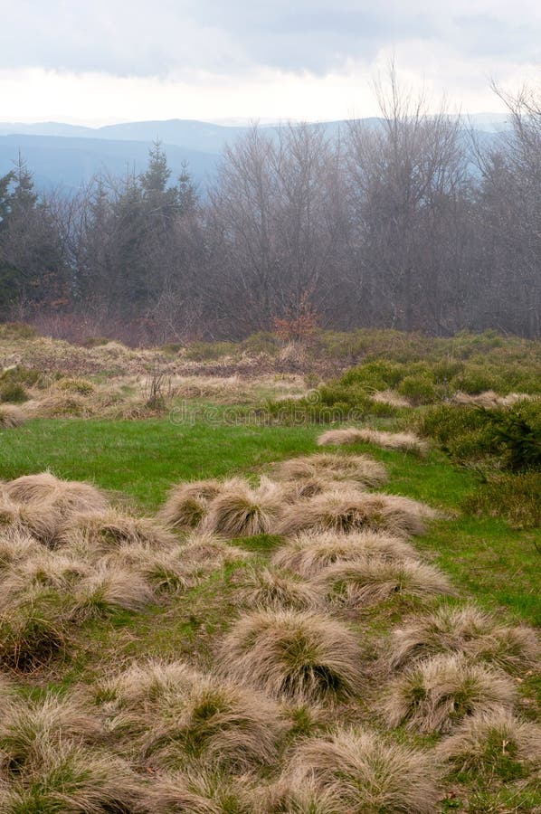 Hazy Mountains stock image. Image of landscape, pines - 19314009