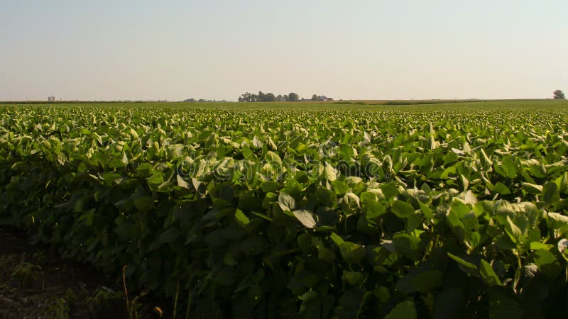 Hazy Summer Day Out in the Soybean Field Stock Photo - Image of bean ...