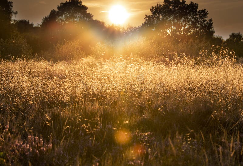 Hazy sun field stock photo. Image of branch, plant, sunrise - 233605762