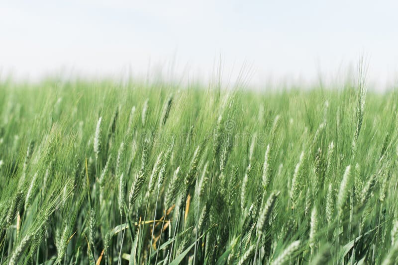 Hazy Wheat Field stock photo. Image of healthy, grow - 35966068
