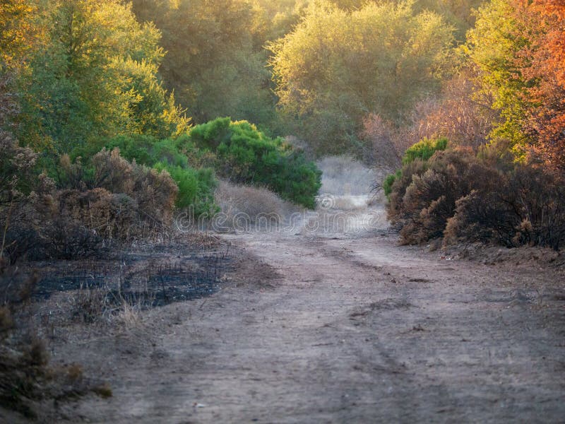 Hazy Woodland after Fire Fall Autumn Color Stock Image - Image of ...
