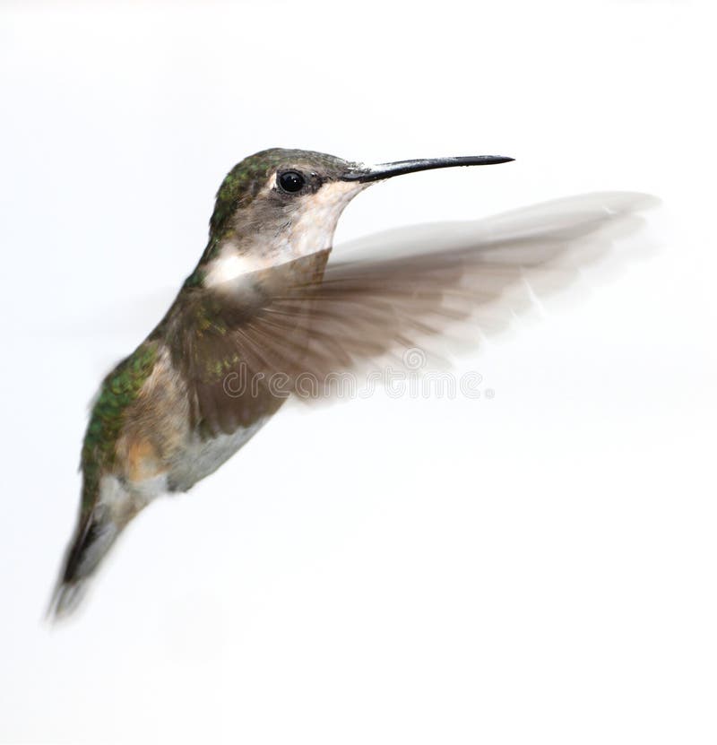 Female Ruby Red Throat Hummingbird Stock Image - Image of motion, white ...