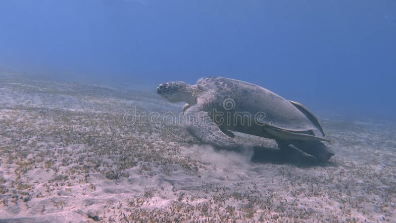 Amazing Sea Turtle with Two Pilot Fish Eats at the Seabed Stock Video ...