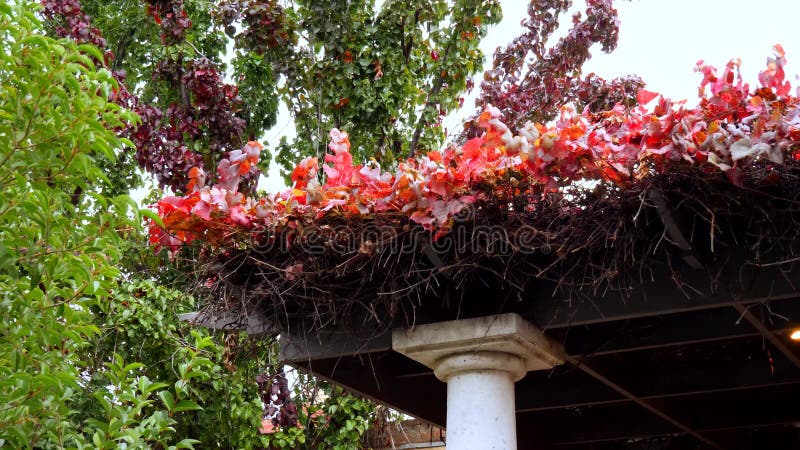 HD of the Beautiful Garden with Red Flowers on Columns Stock Video ...