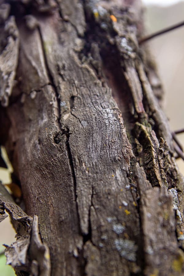 Close Up of a Bark, Close Up of a Trunk, Bark of a Tree Stock Image ...