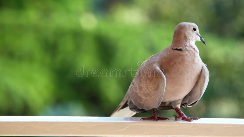 HD of a Dove on a Balcony. Italy Stock Footage - Video of wing, pine ...
