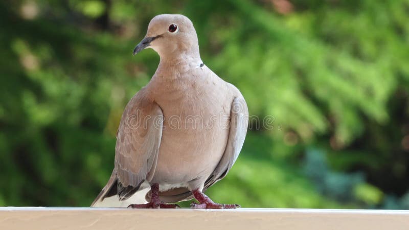 HD of a Dove on a Balcony. Italy Stock Video - Video of stout, trees ...