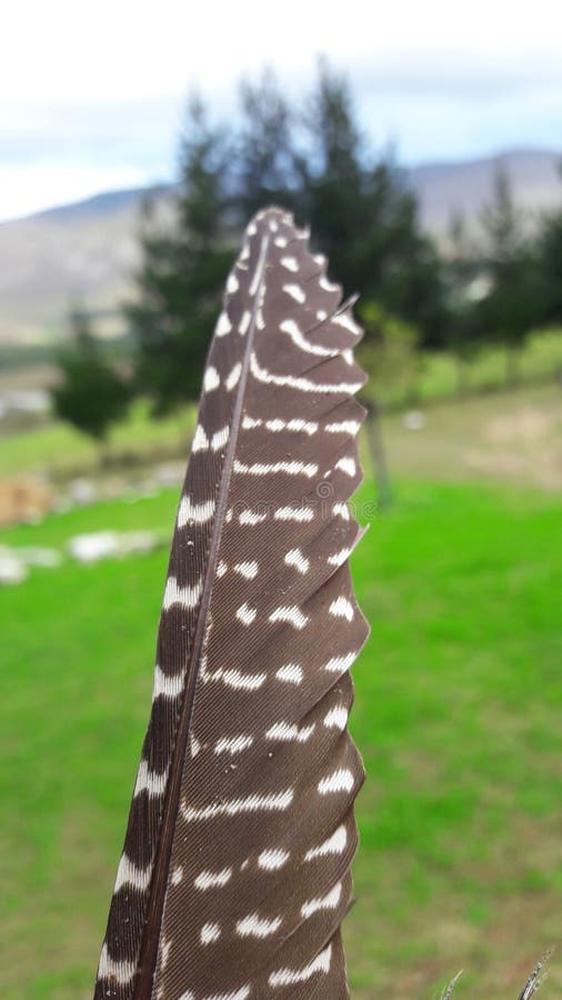 HD Feather, and Perfect Timing Background 2.0 Stock Photo - Image of ...