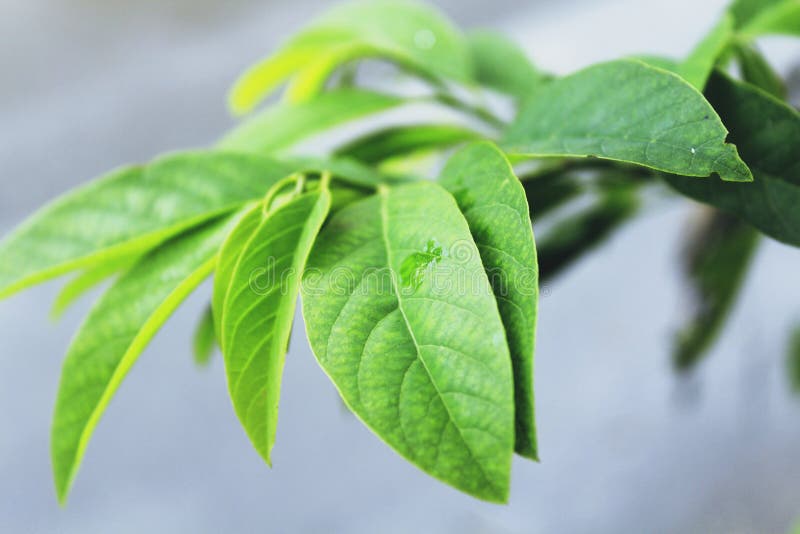 2,792 Hd Leaf Stock Photos - Free & Royalty-Free Stock Photos from ...