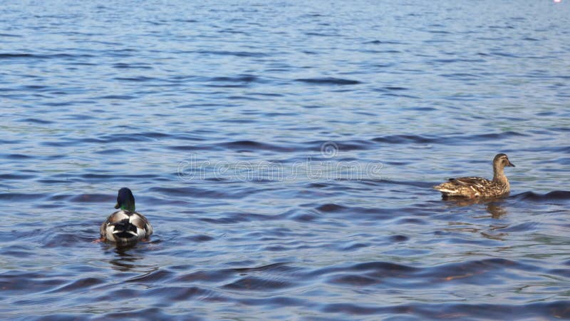 HD of the Mallard Ducks. Loch Ness, Scottish Highlands Stock Footage ...