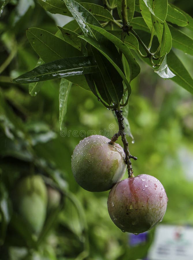 HD Mango Image, Green Blur Background, Mango Fruit Hanging on Mango ...