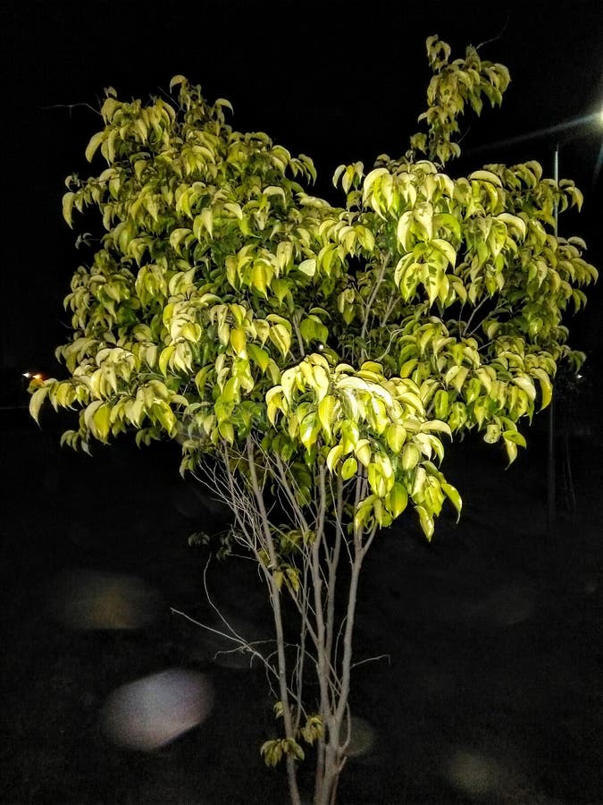 Tree stock photo. Image of tree, phed, natural - 166736572