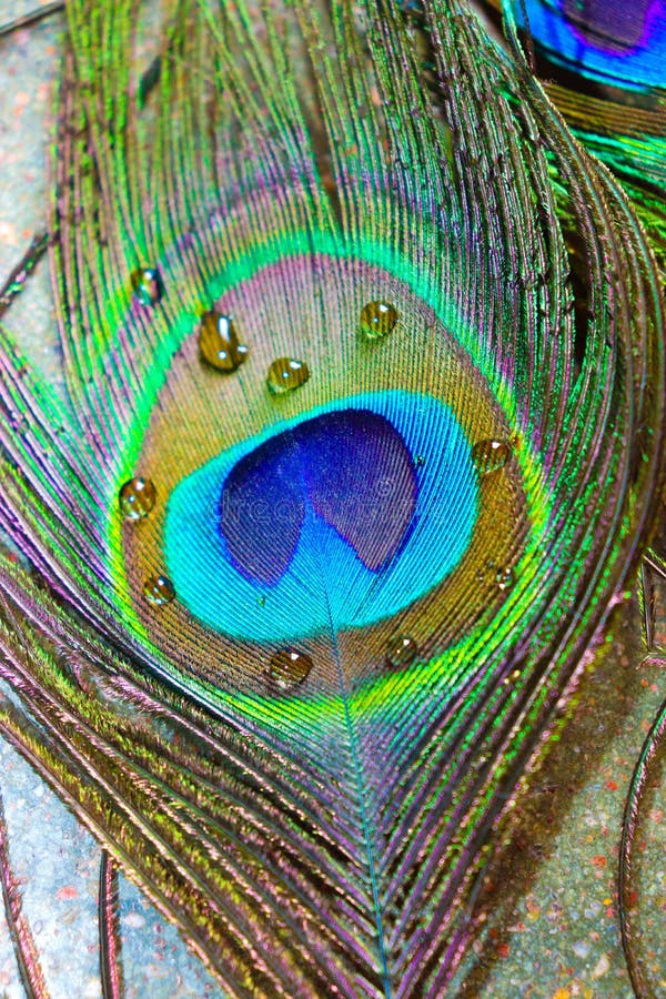 Hd Peacock Feather Background Texture Stock Image - Image of peacock ...