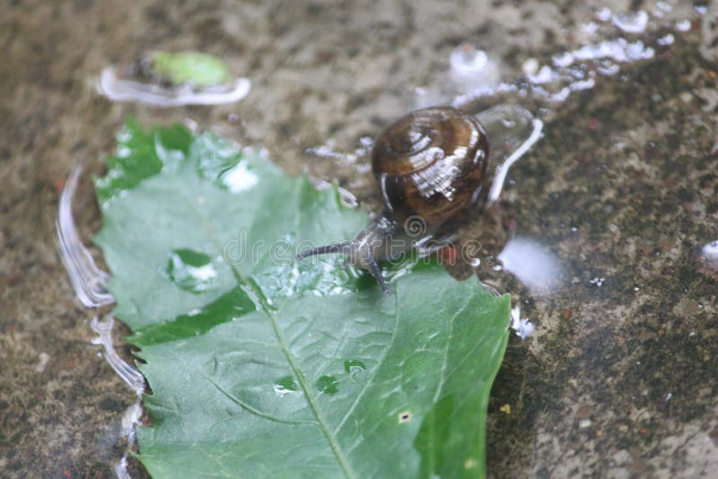 Slug stock photo. Image of world, nature, rain, slug - 124801414