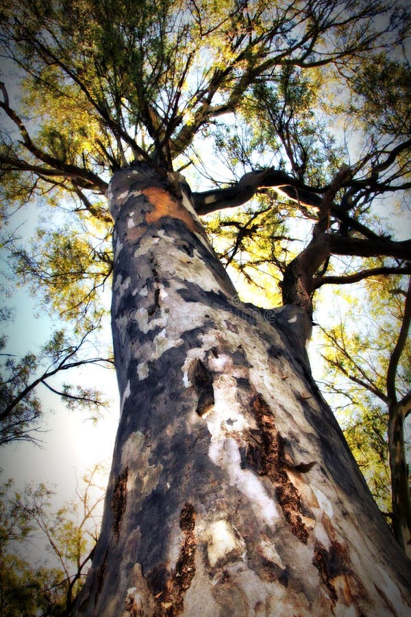 Leopard on Tree stock photo. Image of climb, namibia, size - 9412562