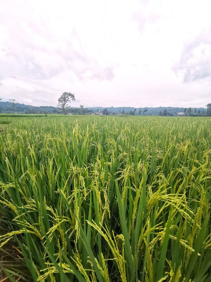 Just Take Photo a Yellowing Rice Field and Chill with a Some Cup of ...