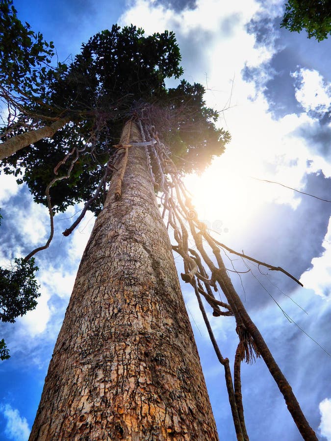 HDR Big tree stock photo. Image of blue, tree, environment - 43065994