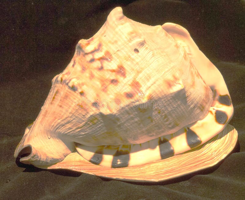 Back To Natu. Green Tree and Bee Stock Photo - Image of tree, back ...